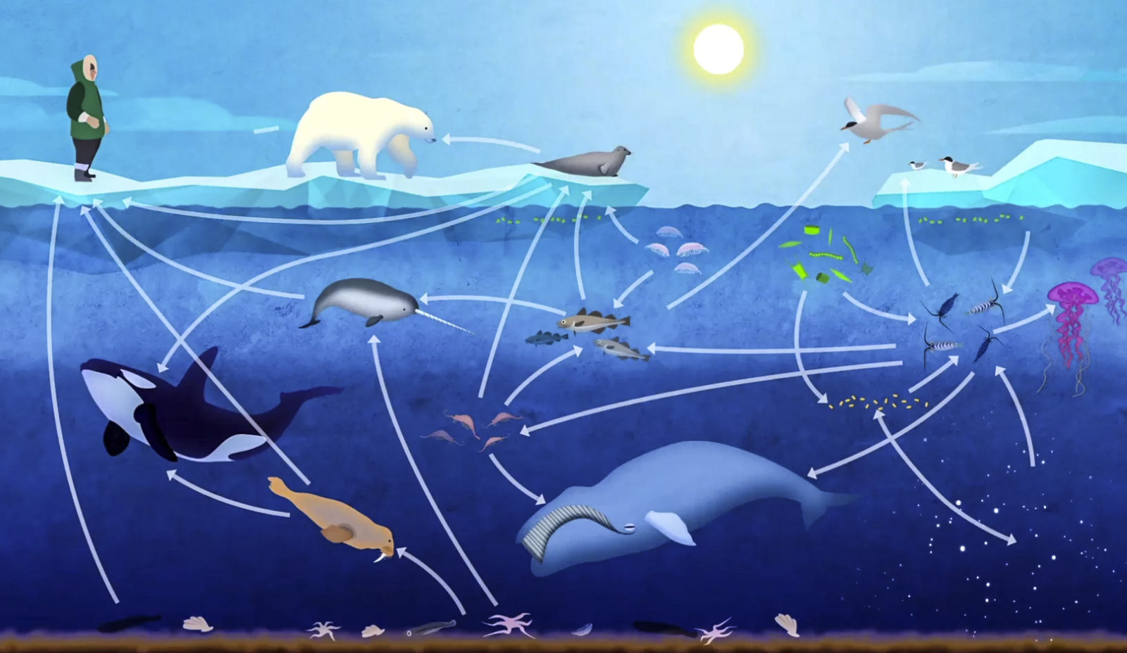 Ecosystèmes marins arctiques - Micelium Prod